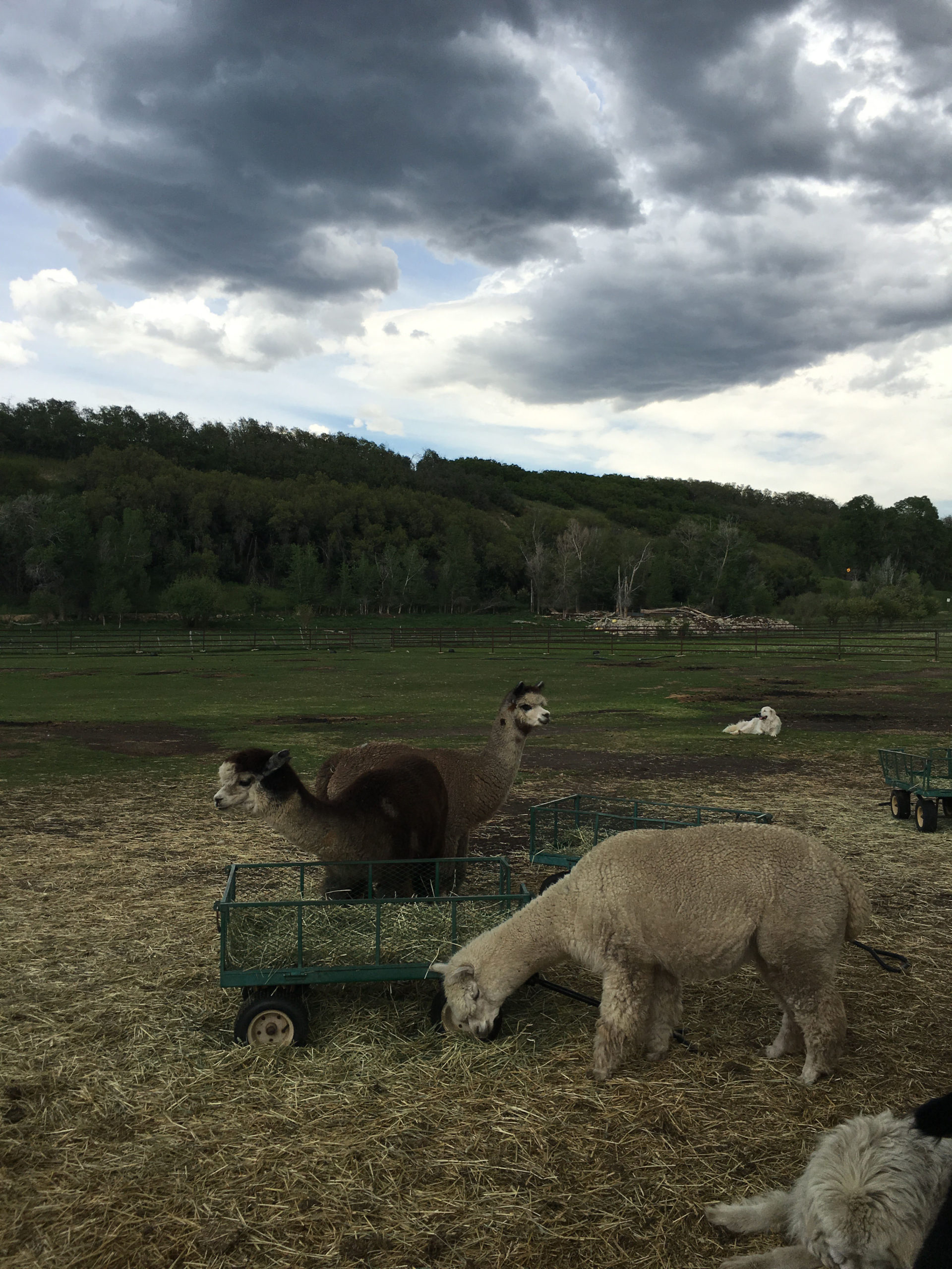 Blue Moon Alpaca Farm | Those Heavenly Days